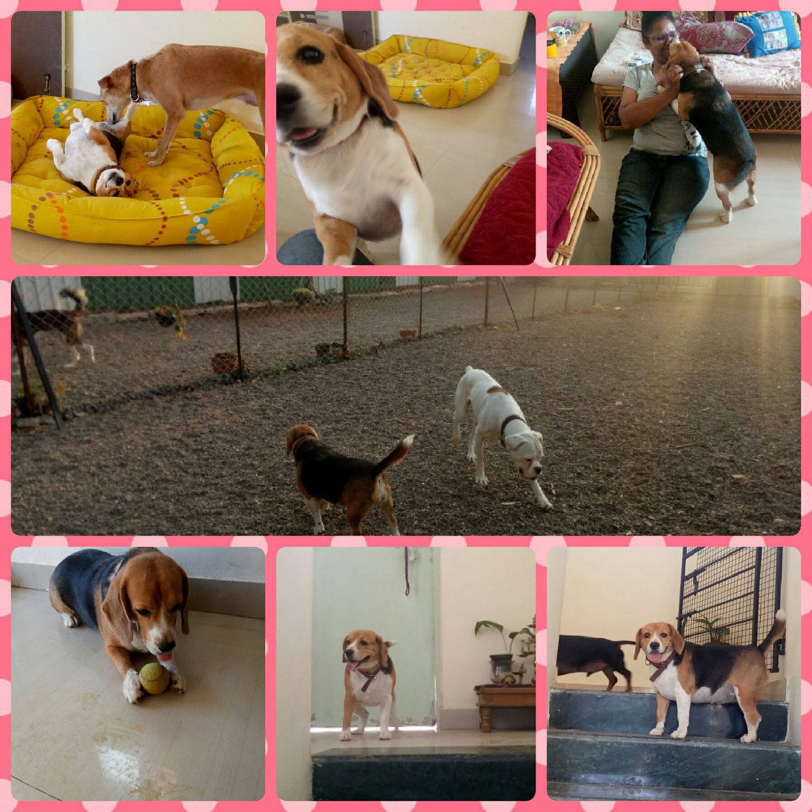 Crazy Paws – Pet Homestay in Baner, Pune